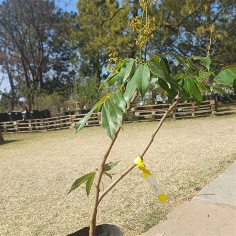 Litchi Tree Grafted Just Berry Plants