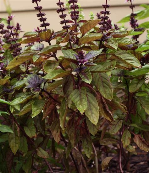 10 Varieties Of Basil To Grow In Your Home Garden