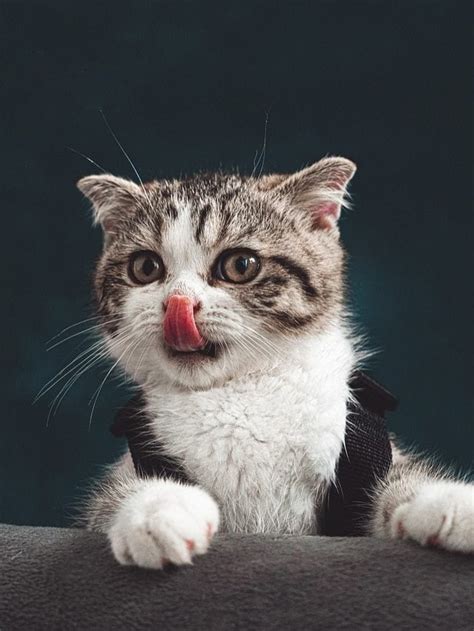 7 Popular Cat Breeds In India