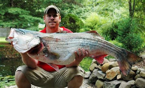 Striped Bass Record Explore Striper Time Guide Service