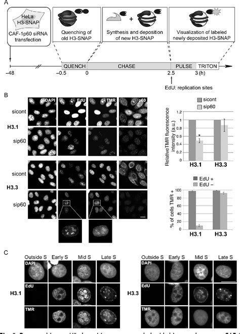 Figure 1 From Functional Characterization Of Histone Chaperones Using