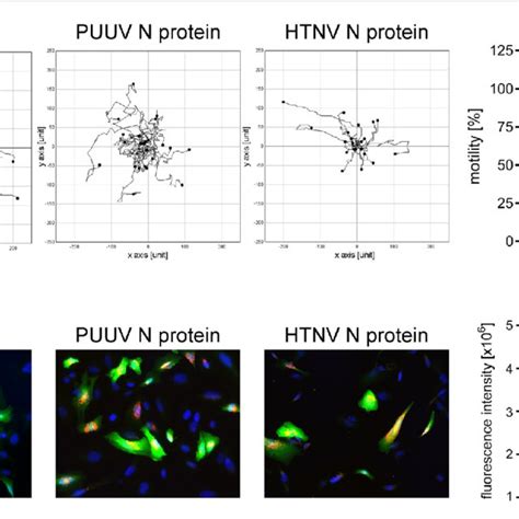Effect Of N Protein Expression On Podocyte Migration Capacity A