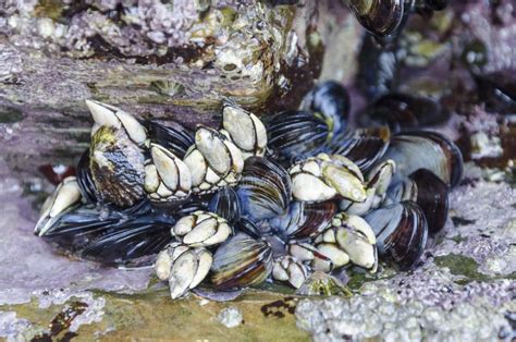 Mussels And Barnacles In Their Natural Habitat By The Sea Stock Image