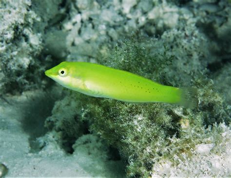 Pastel Green Wrasse Halichoeres Chloropterus Spanglers 60 Off