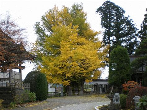 長泉寺の大イチョウ 文化遺産オンライン