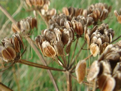 Wild Parsnip Seeds Vermont Invasive Species Project Thetford