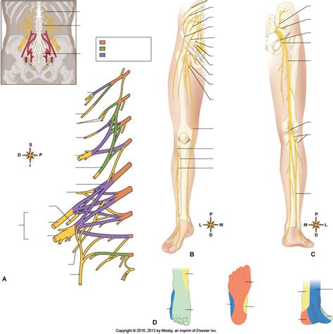 Lumbosacral Plexus Part 2 Diagram Quizlet