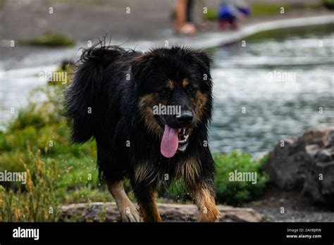 Black Malamute Shepherd