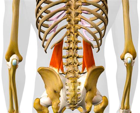 10 Effective Quadratus Lumborum Ql Muscle Exercises For Strengthening