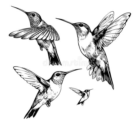 Set Hummingbirds Sketch Stock Vector Illustration Of Etching 308091421