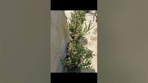 সেই সুন্দর বাগান 🌹 Youtube