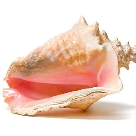 Conch Seashell Etsy
