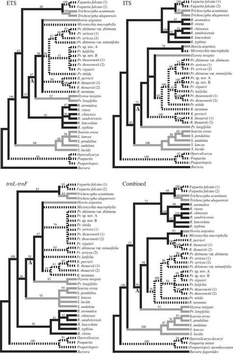 Strict Consensus Trees Of Most Parsimonious Trees Resulting From Download Scientific Diagram