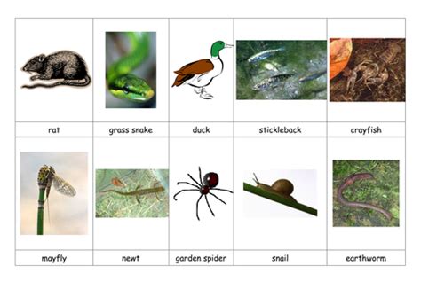 Btec Applied Science Classification Cards Teaching Resources