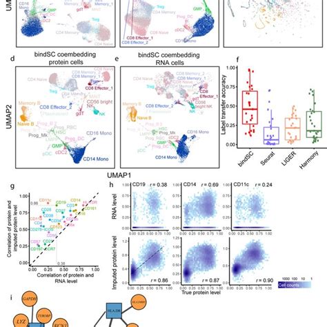 Results For Fetal Muscle Sci RNA Seq And Sci ATAC Seq Data Integration