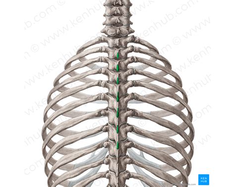 Spinous Processes Of Vertebrae T2 T8 8275 Kenhub Image License Store