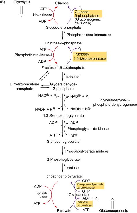Glycolysis And Gluconeogenesis Clinical Tree