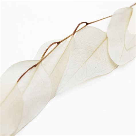 Eucalyptus Populus Single Stem Terra Nova