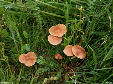 Marasmius Collinus « Сайт за гъбите в България
