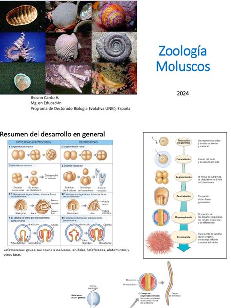 Clase 6 Moluscos Pdf Moluscos Bivalvia