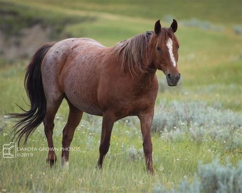 Goodbye Ginger Dakota Grown Photos