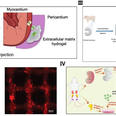 Pdf The Engineering And Application Of Extracellular Matrix Hydrogels A Review