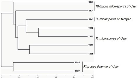 Upgma Dendrogram Of Rhizopus Strains Isolated From Usar And Tempeh Download Scientific Diagram