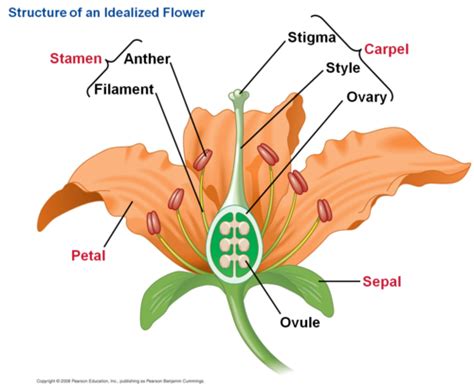 Evolution Of Seed Plants Flashcards Quizlet