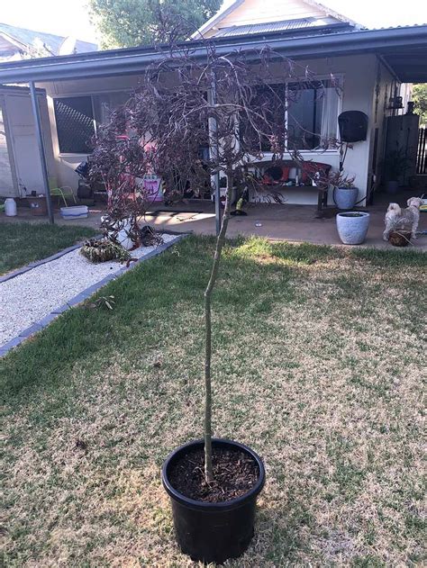 How And When To Fertilize Japanese Maple Trees