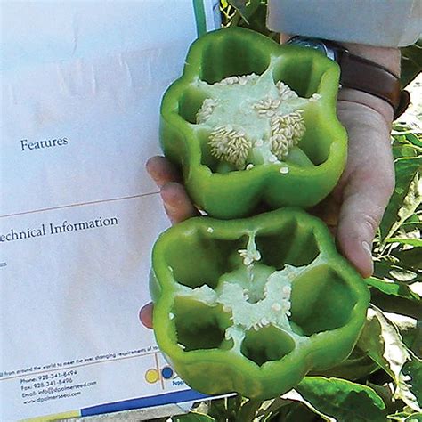 Leopard F1 Hybrid Blocky Bell Sweet Pepper Dpseeds