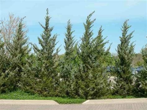 Juniperus Chinensis Fairview Chinese Juniper
