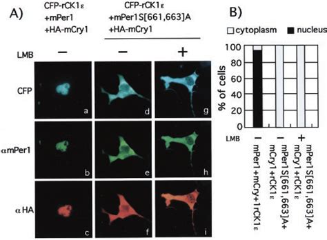 Subcellular Localization Of The Clock Related Protein Complex Depends