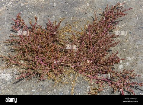 Heather Growing In The Desert Conditions Alongside Pangong Lake Stock