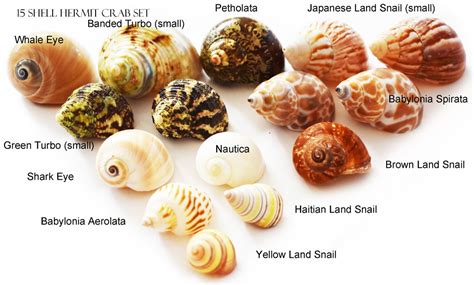What Does A Hermit Crab Shell Look Like