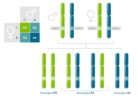 Genotype Ancestrydna® Learning Hub