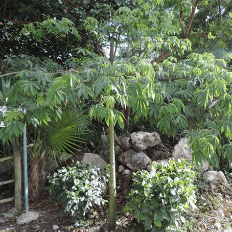 Ceiba Ffcm