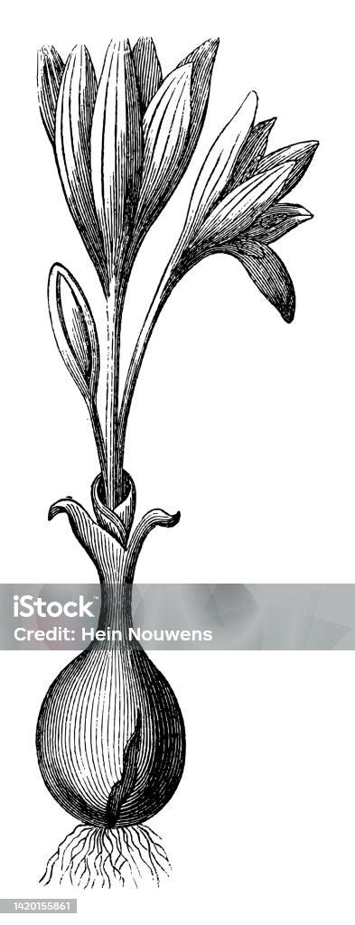 가을 크로커스 초원 사프란 또는 벌거 벗은 숙녀 흰색 배경에 고립 된 빈티지 새겨진 삽화 꽃 식물에 대한 스톡 벡터 아트 및