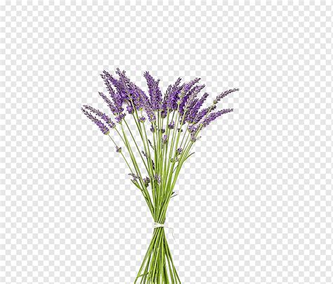 Flores De Lavanda Lavanda Flores Lavanda Flores Png Pngwing