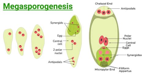 Megasporogenesis Process Types Stages Significance