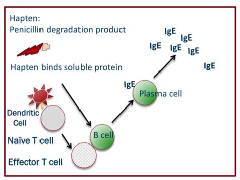Antigen And Abodies Flashcards Quizlet
