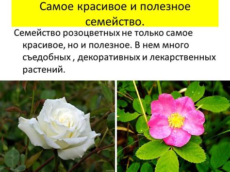 Семейство розоцветных Презентации по биологии