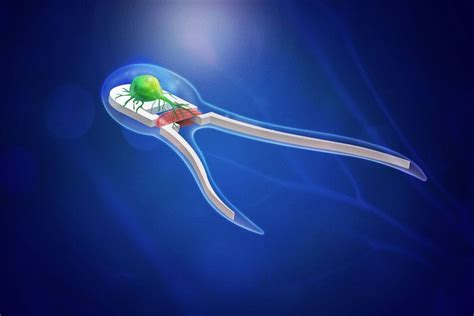 Researchers Build Microscopic Biohybrid Robots Propelled By Muscles Nerves Lifeboat News The