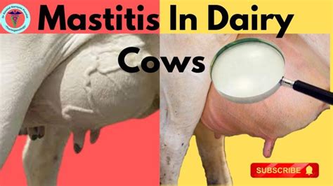 Udderly Important Battling Mastitis In Dairy Cows Dr Govind Narayan