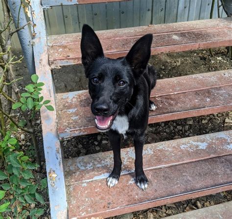 В добрые руки маленькая собачка Её забрали с улицы Не дикая очень ласковая привязана к людям