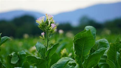 Engineered Tobacco Plants Produce Sex Perfume To Trick Pests Technology Networks