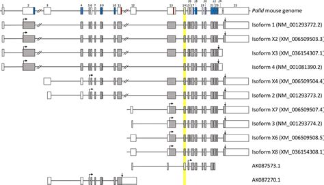 Figures And Data In Ablation Of Palladin In Adult Heart Causes Dilated