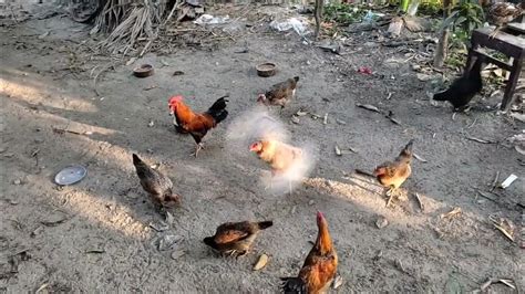 আমার ফার্মের মুরগী গুলোর বর্তমান অবস্থা Youtube