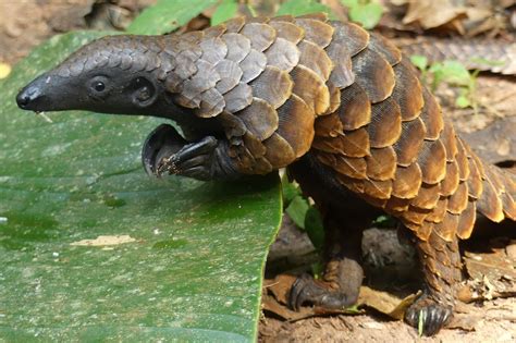 Pangolin Ajicatrina