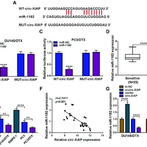 Circ Xiap Directly Interacted With Mir 1182 A The Binding Sequence