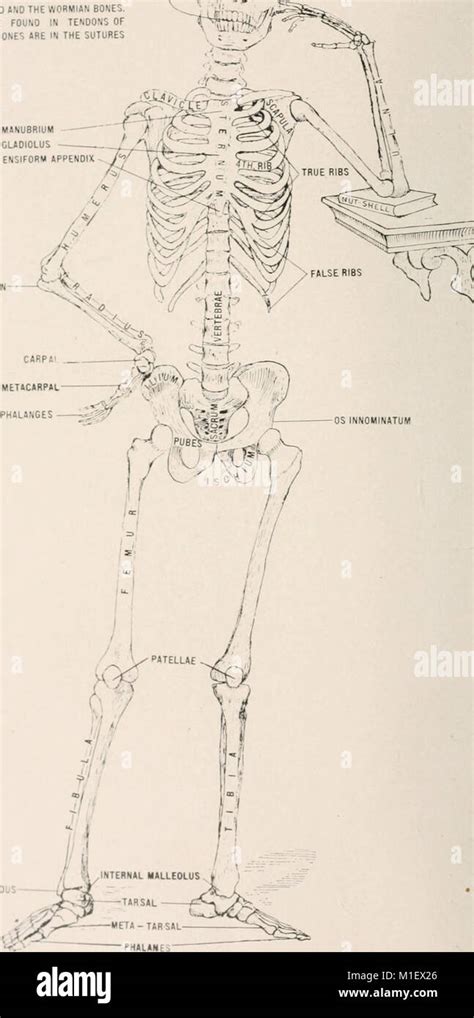 Anatomy In A Nutshell 1905 Provides A Concise Overview Of Human Anatomy With A Specific